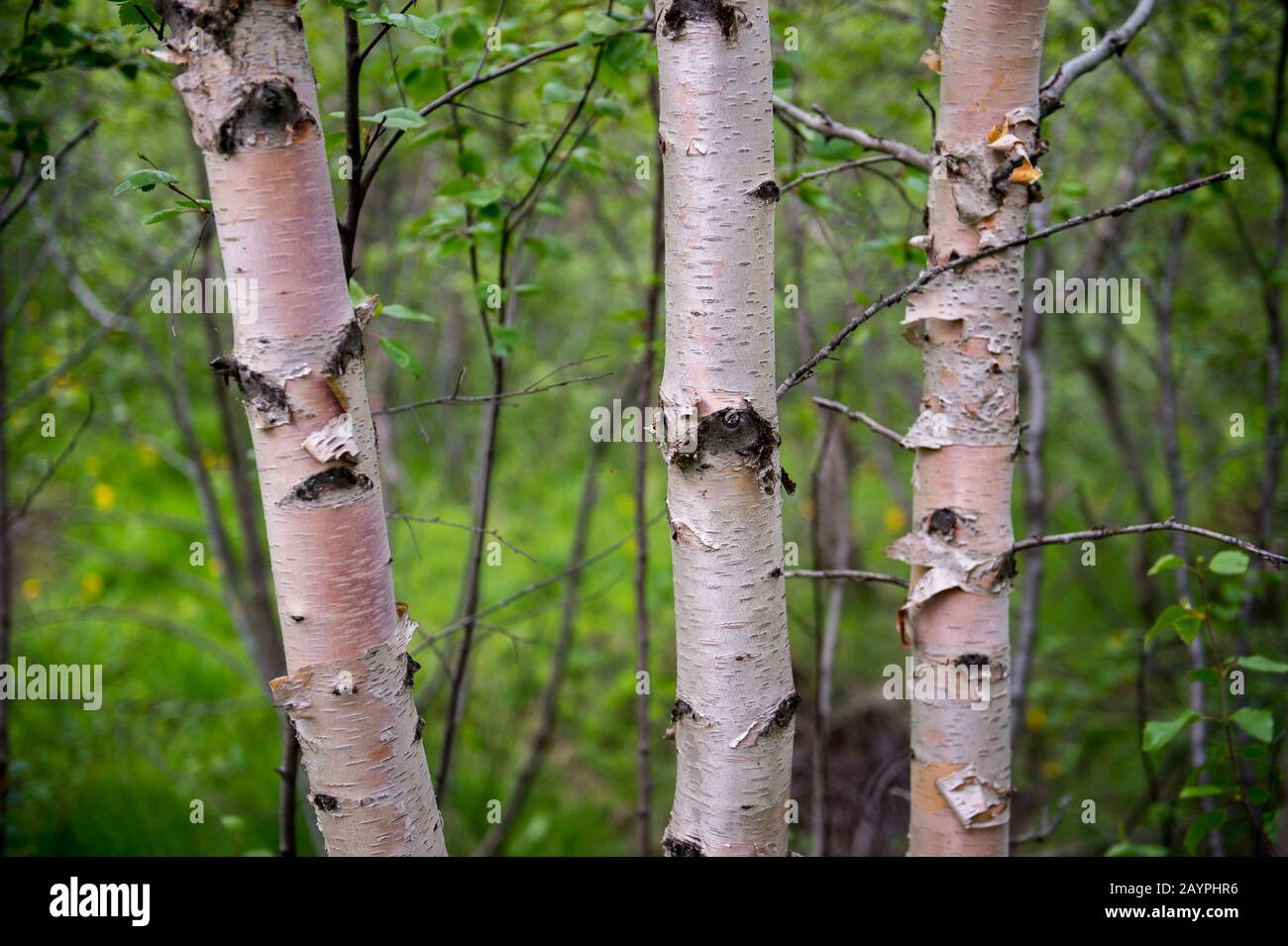 Close-up of birch trees inside a small forest (rare in Iceland) at ...