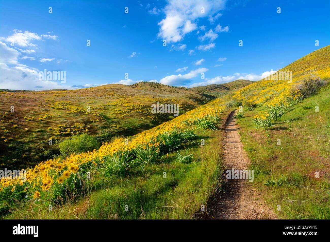 Yellow flowers in nature hi-res stock photography and images - Alamy