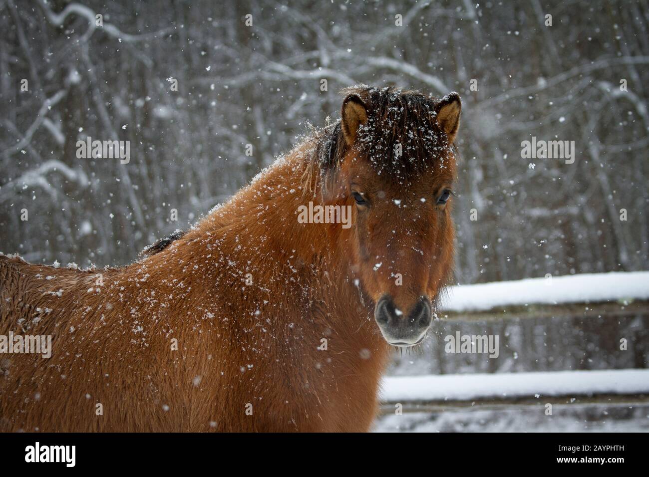 Blizzard bay hi-res stock photography and images - Alamy