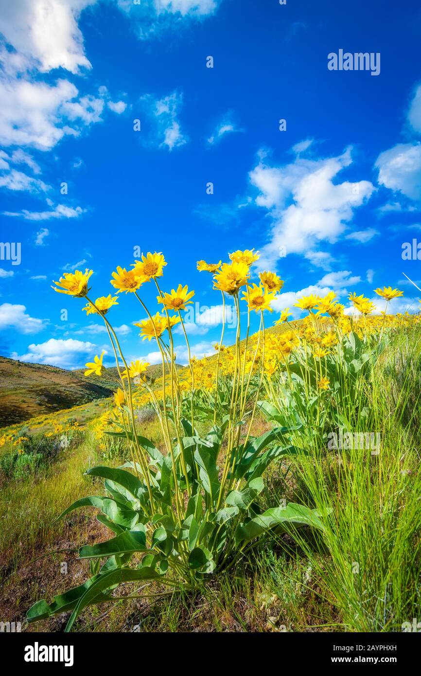 Flowers in nature against a blue sky with clouds and grass Stock Photo ...