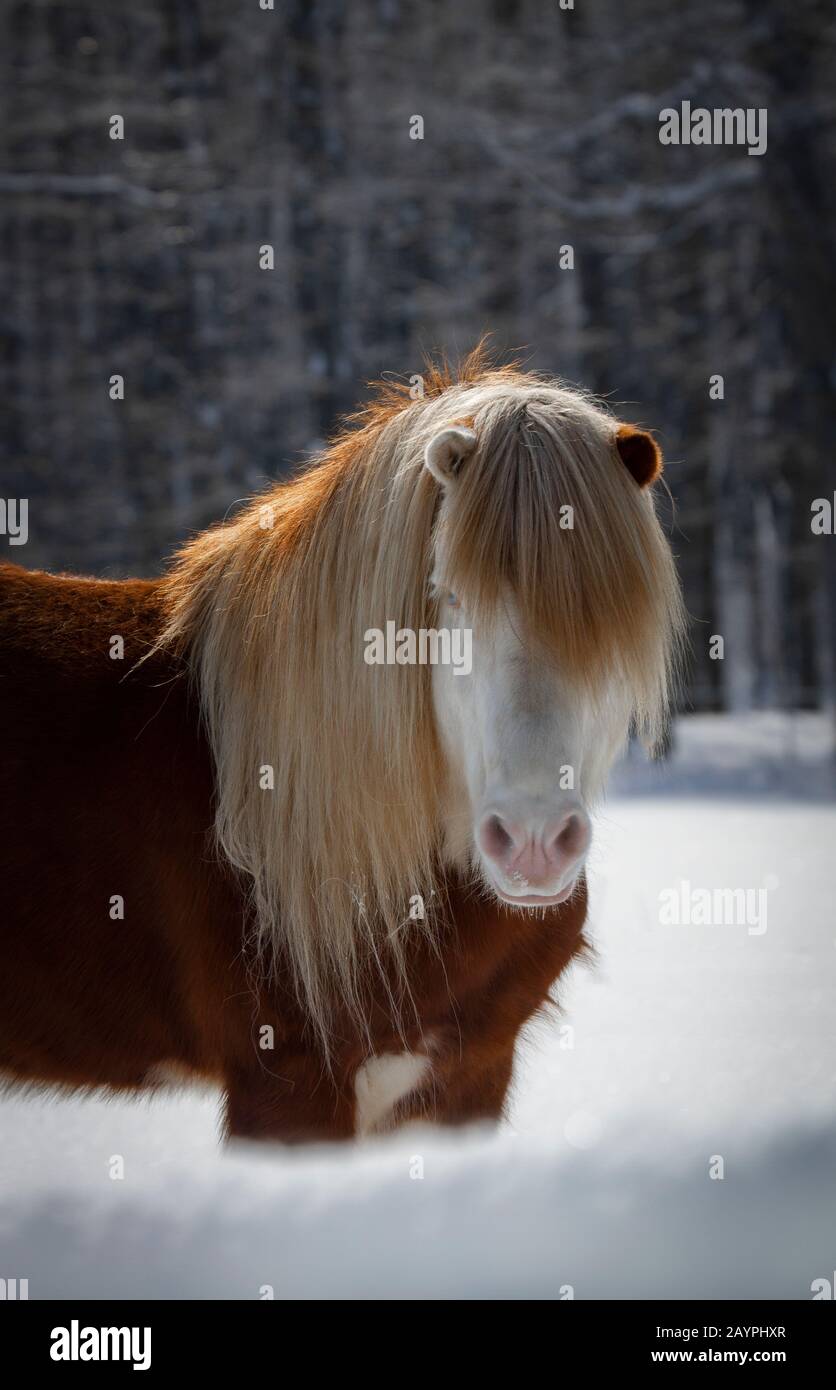A chestnut splash white Icelandic stallion Stock Photo - Alamy