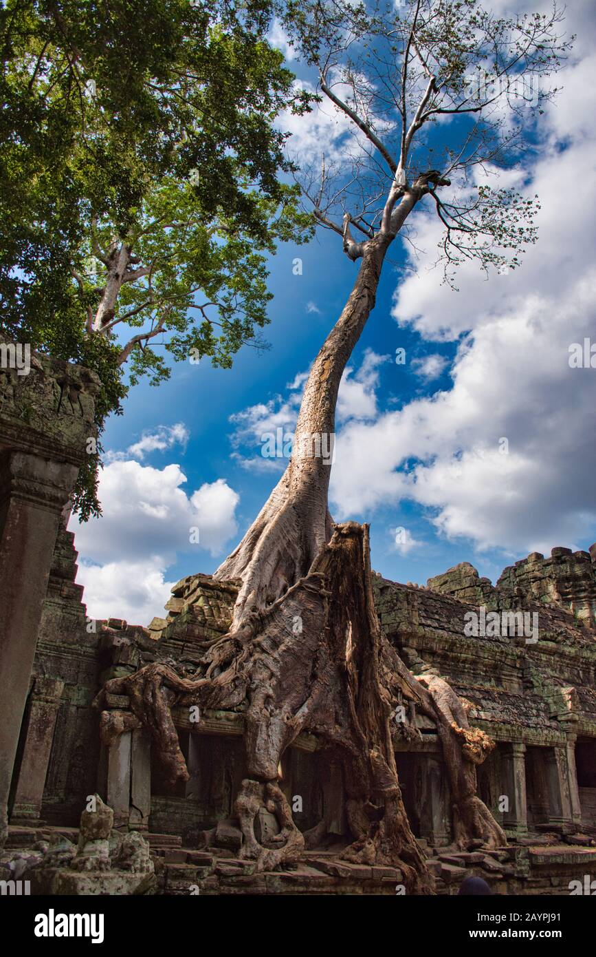 Tetrameles nudiflora is the famous spung tree growing in the Preah Khan ...