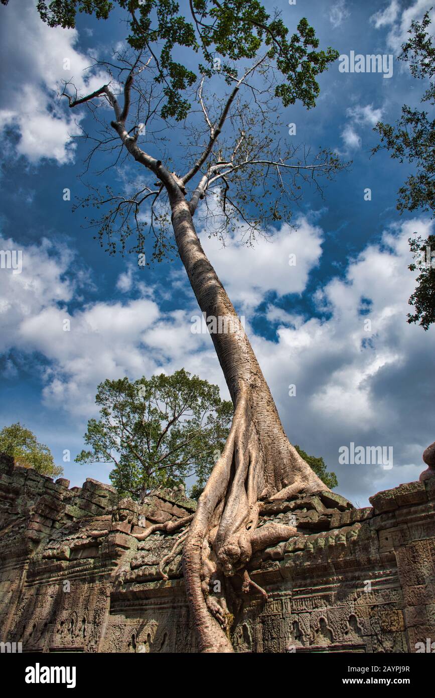 Spung tree hi-res stock photography and images - Alamy