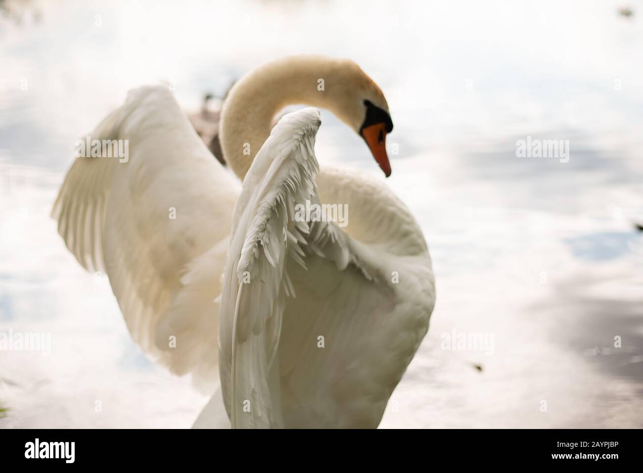 Beautiful bird frame hi-res stock photography and images - Alamy