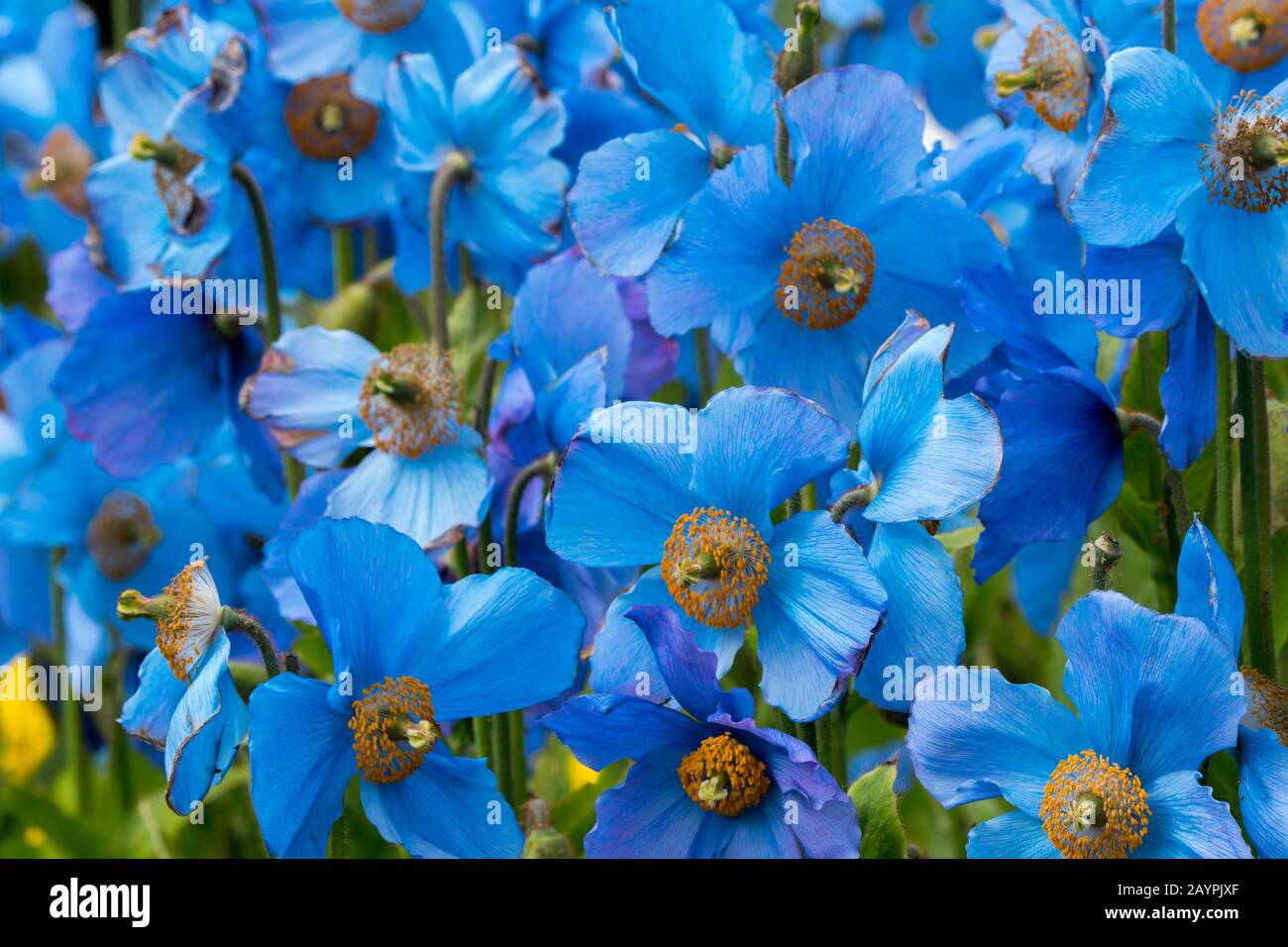 Himalayan Blue Poppy Wallpaper