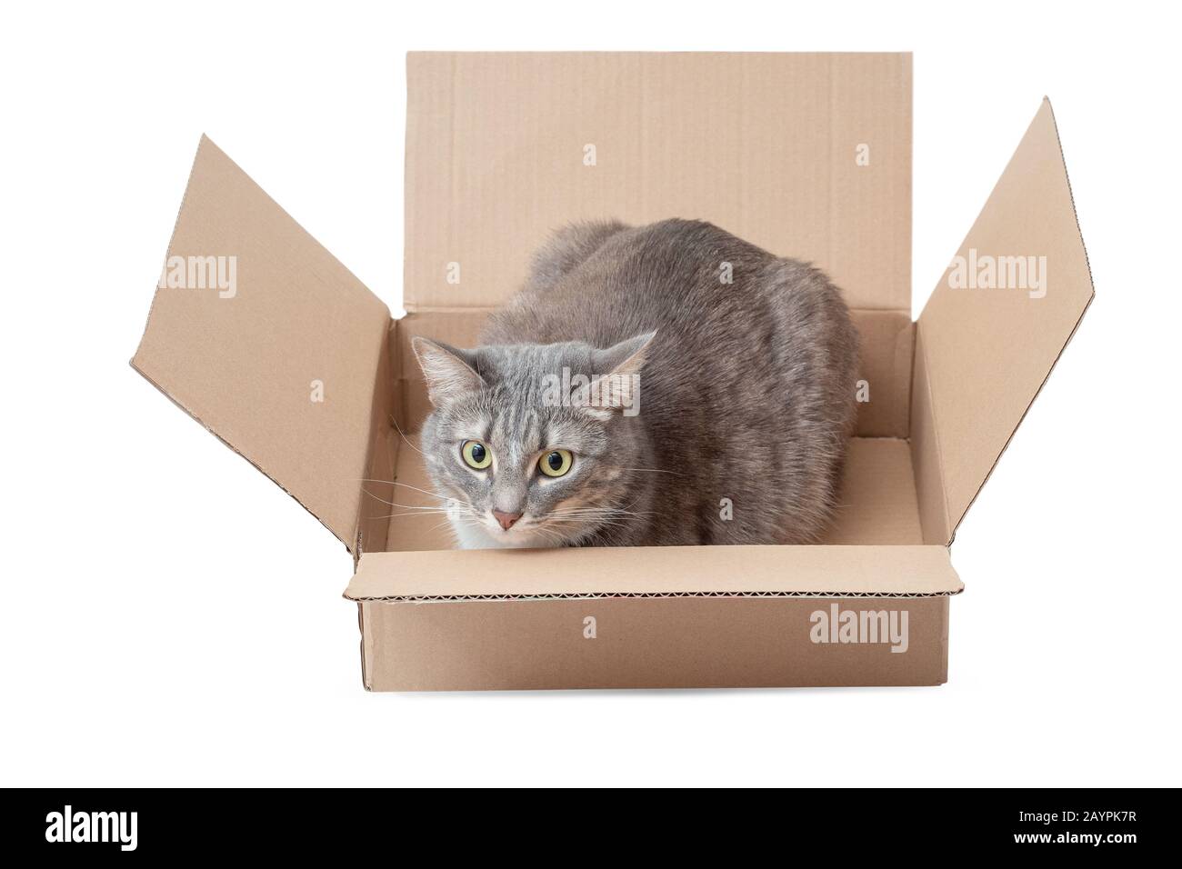 Funny cat in paper Cut Out Stock Images & Pictures - Alamy