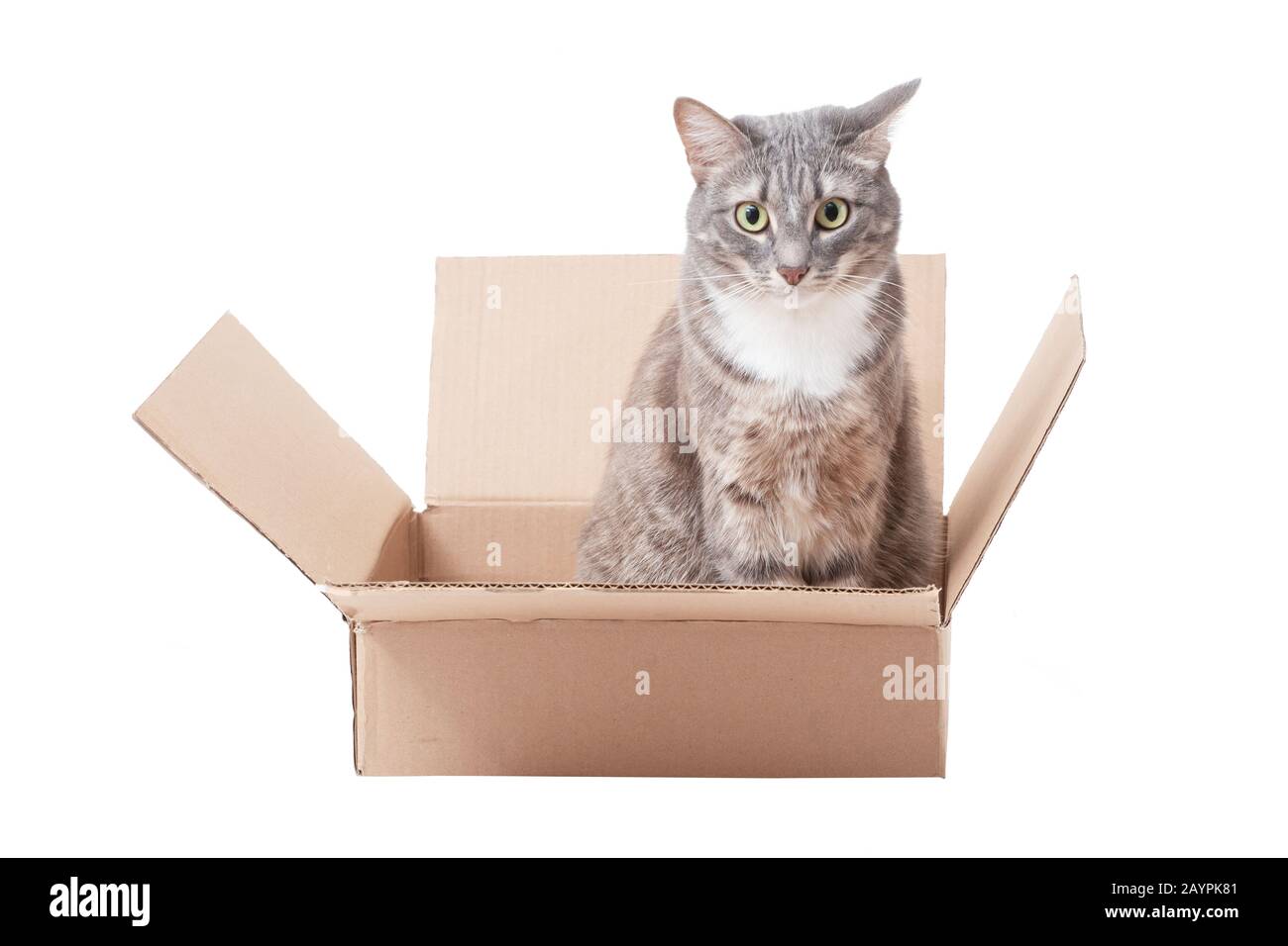 Funny cat sitting in cardboard isolated on white Stock Photo - Alamy