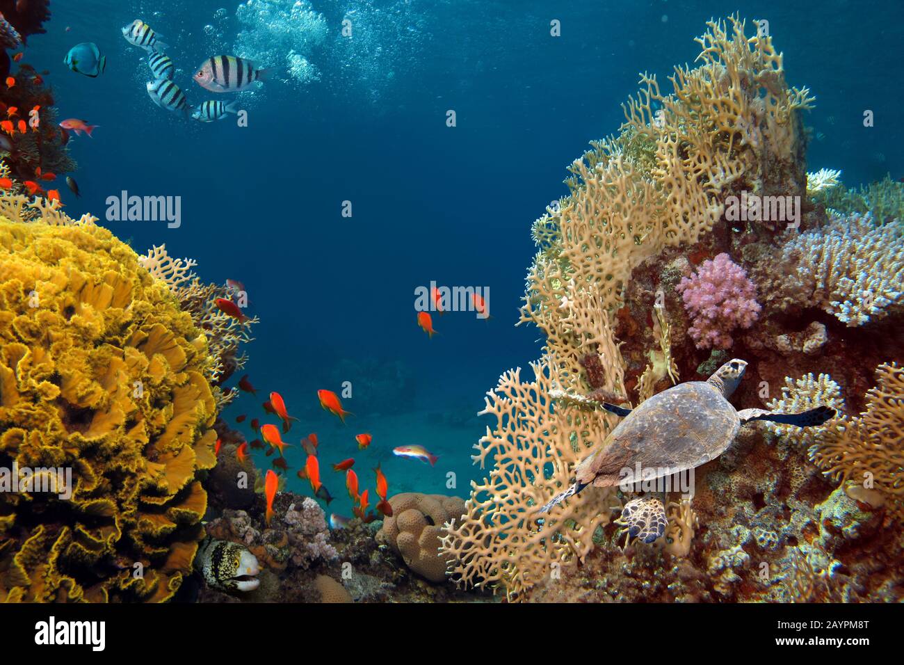 Life-giving sunlight underwater. Sun beams shinning underwater on the ...