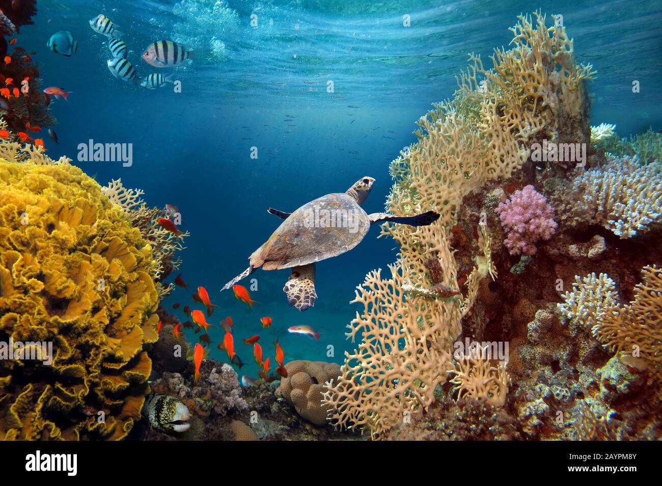 Ocean Coral Reef Biome