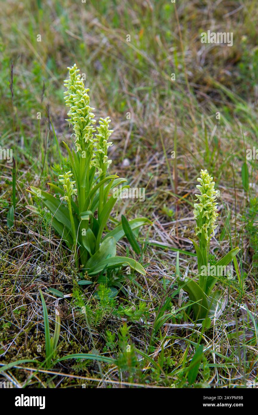 Northern green orchid platanthera hyperborea hi-res stock photography ...
