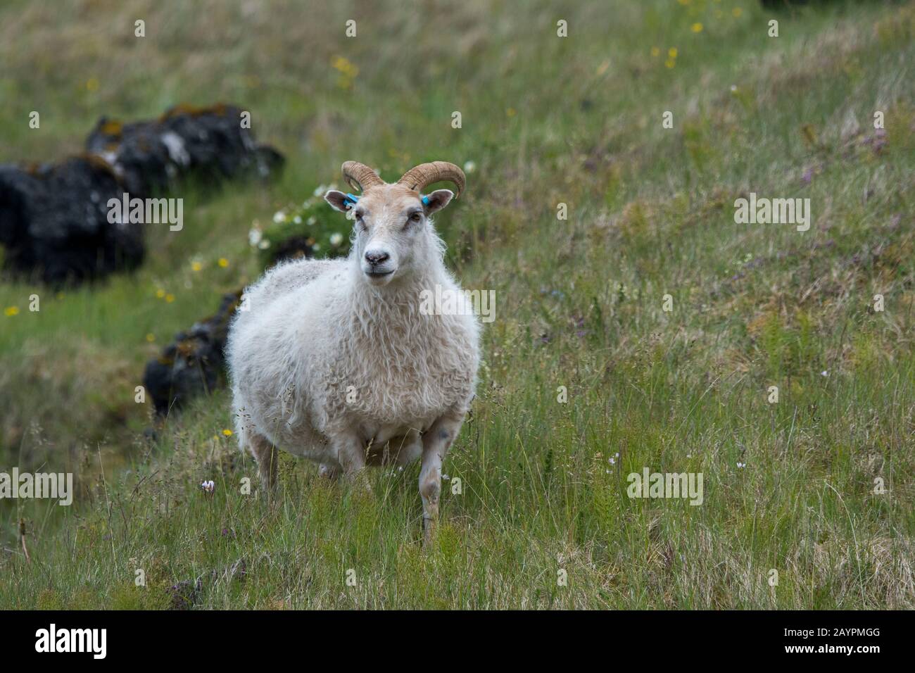 Sheep in an old lava field overgrown with vegetation in Budir on the ...