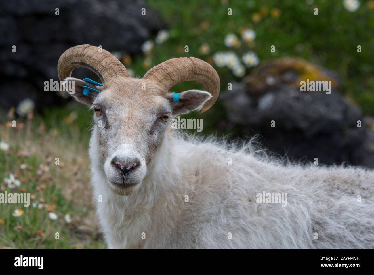 Sheep in an old lava field overgrown with vegetation in Budir on the ...