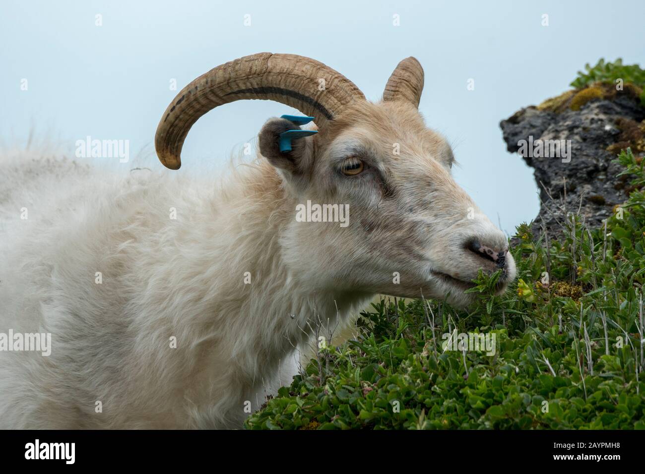 Sheep in an old lava field overgrown with vegetation in Budir on the ...