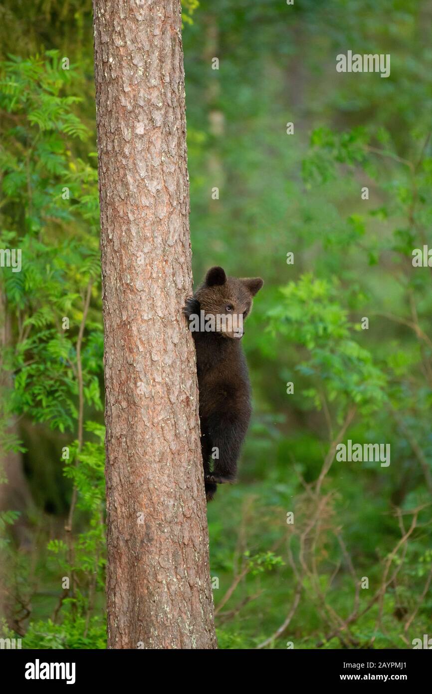 Bear tree cub hi-res stock photography and images - Alamy