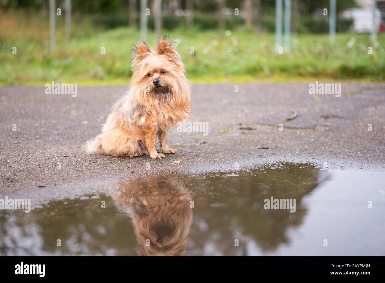 Dog, a cross between the Yorkshire Terrier. Sits to the will of a ...
