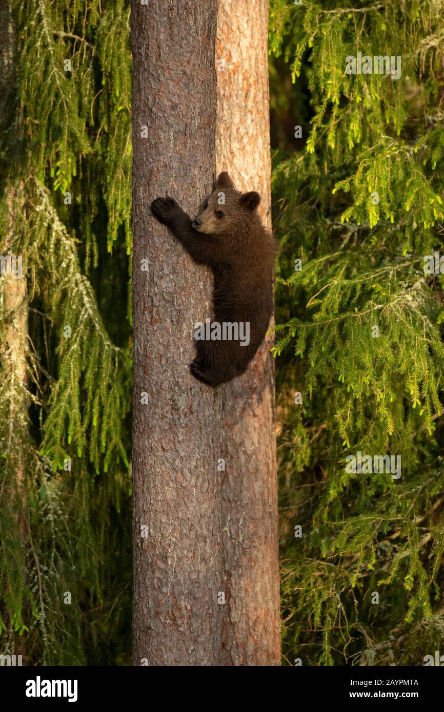 Brown bear climbing tree hi-res stock photography and images - Alamy