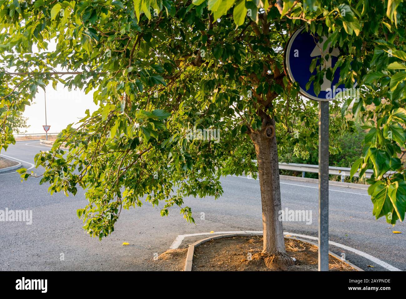 Traffic sign hidden hi-res stock photography and images - Alamy