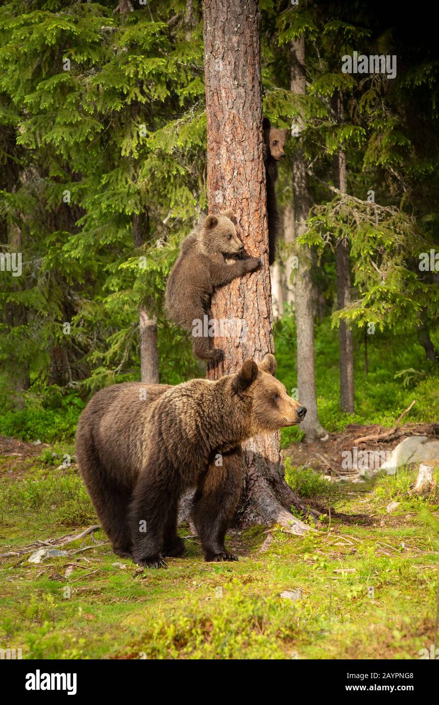 Predator family hi-res stock photography and images - Alamy