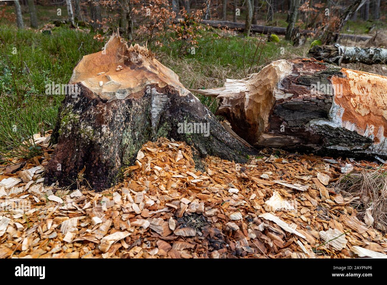 Tree trunk cut by a beaver. Destroyed trees in a swampy forest. Spring ...