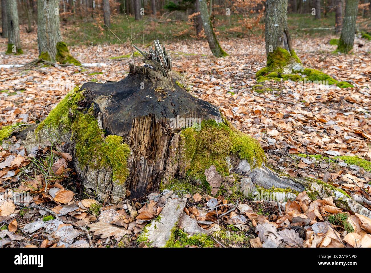 Tree trunk cut by a beaver. Destroyed trees in a swampy forest. Spring ...