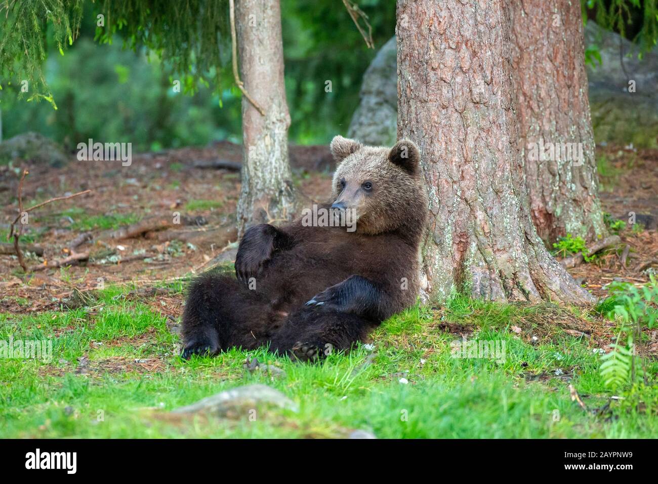 Resting against tree hi-res stock photography and images - Alamy