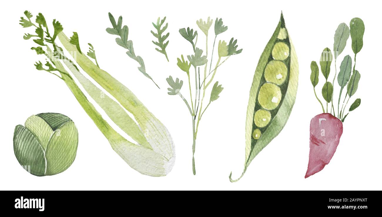 Vegetables set drawn watercolor blots and stains with a spray cabbage ...