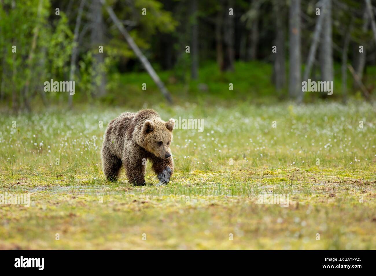 Roaming the woods hi-res stock photography and images - Alamy