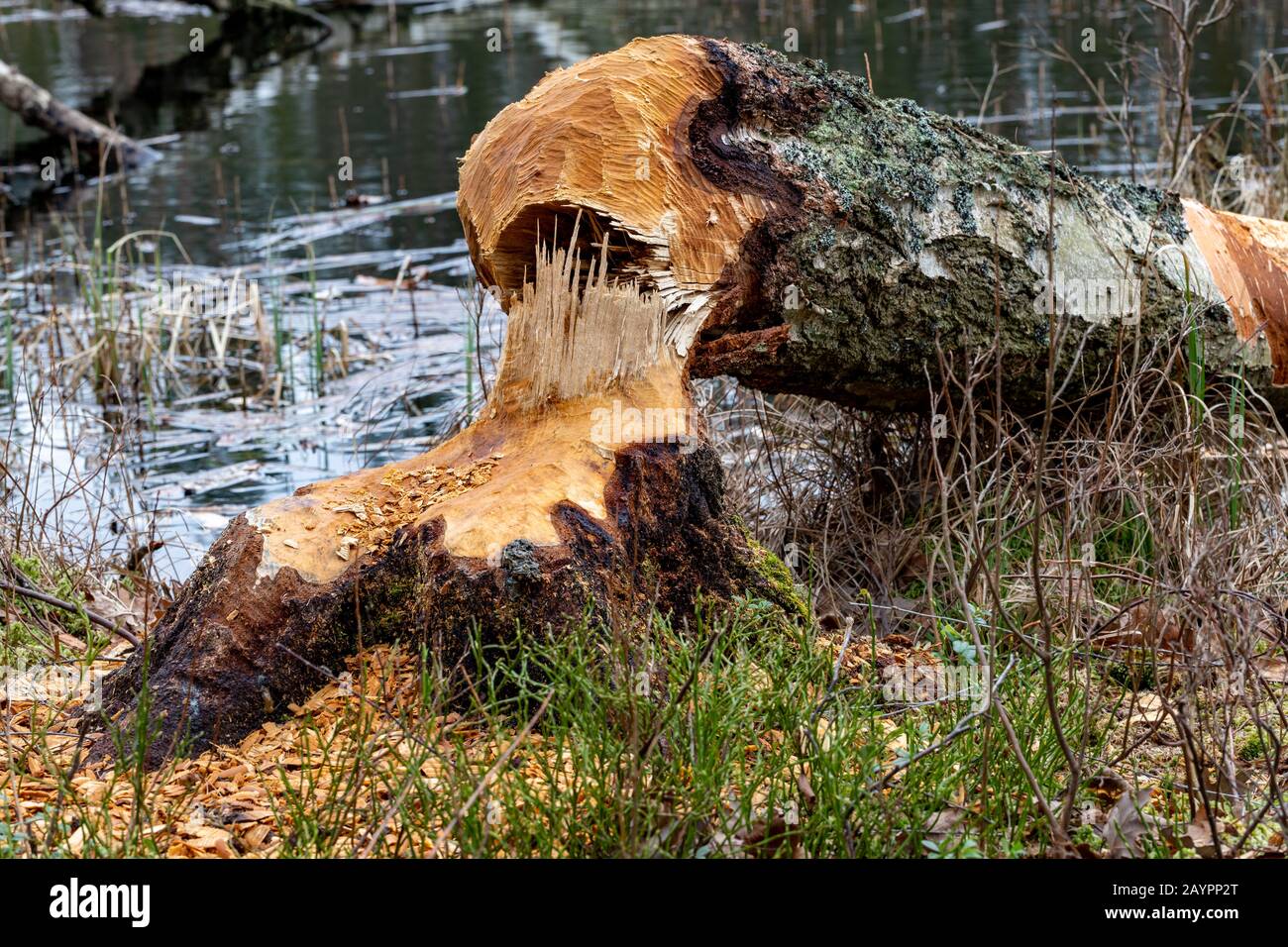 Tree destroyed by beavers hi-res stock photography and images - Alamy