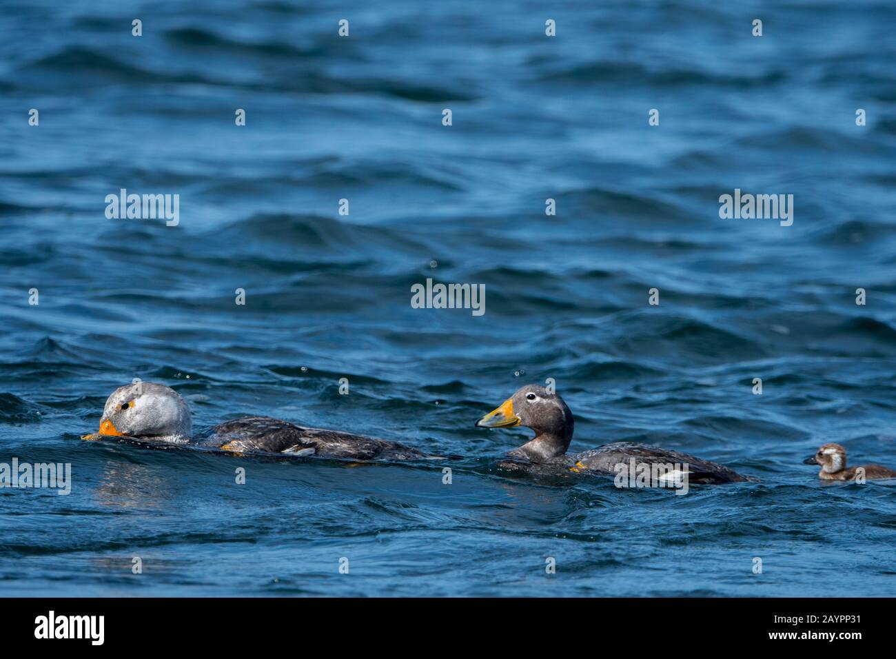 Steamer ducks chile hi-res stock photography and images - Alamy