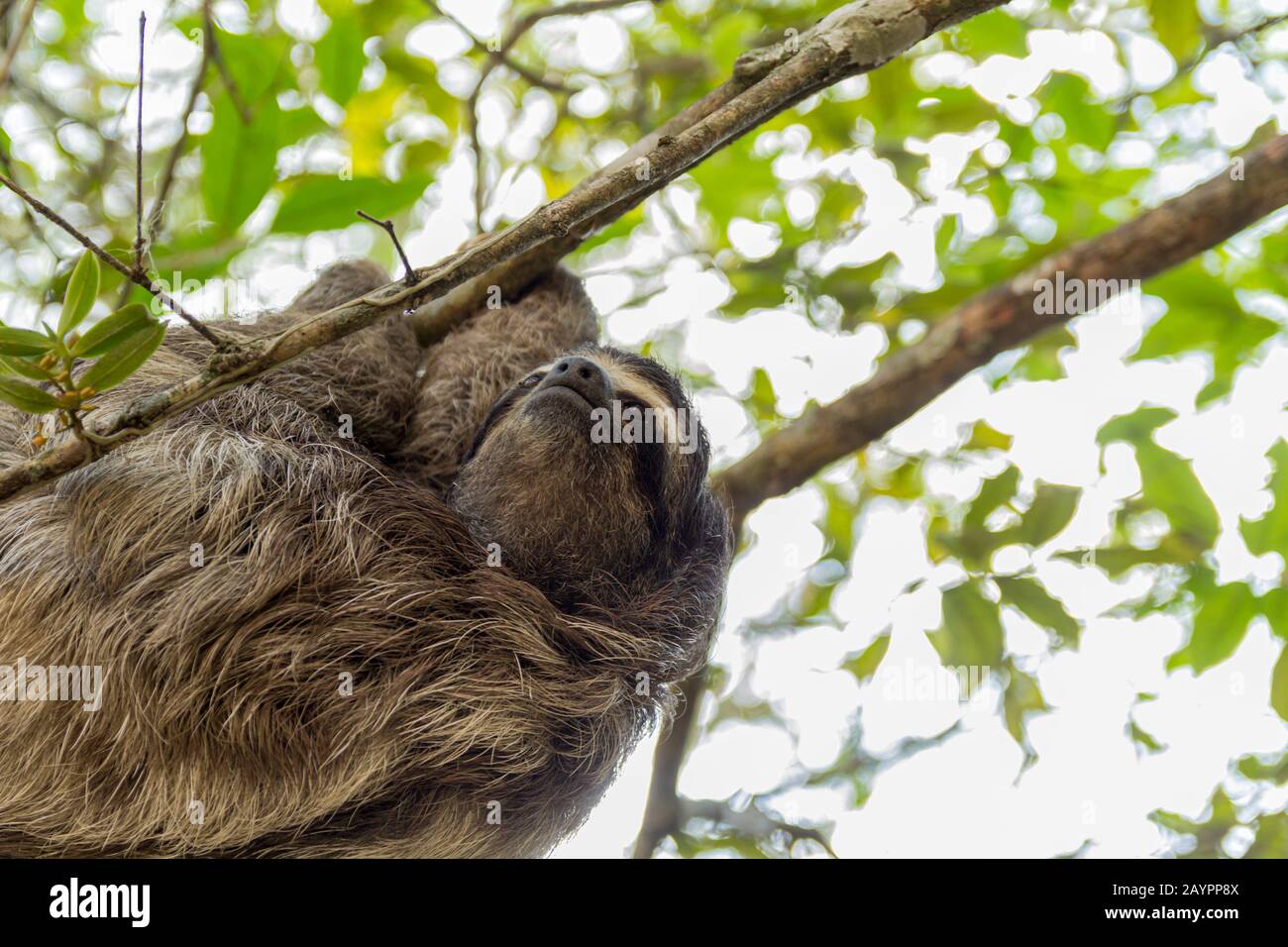 Three-toed sloth bear moving in the trees. Characteristic animal of the ...