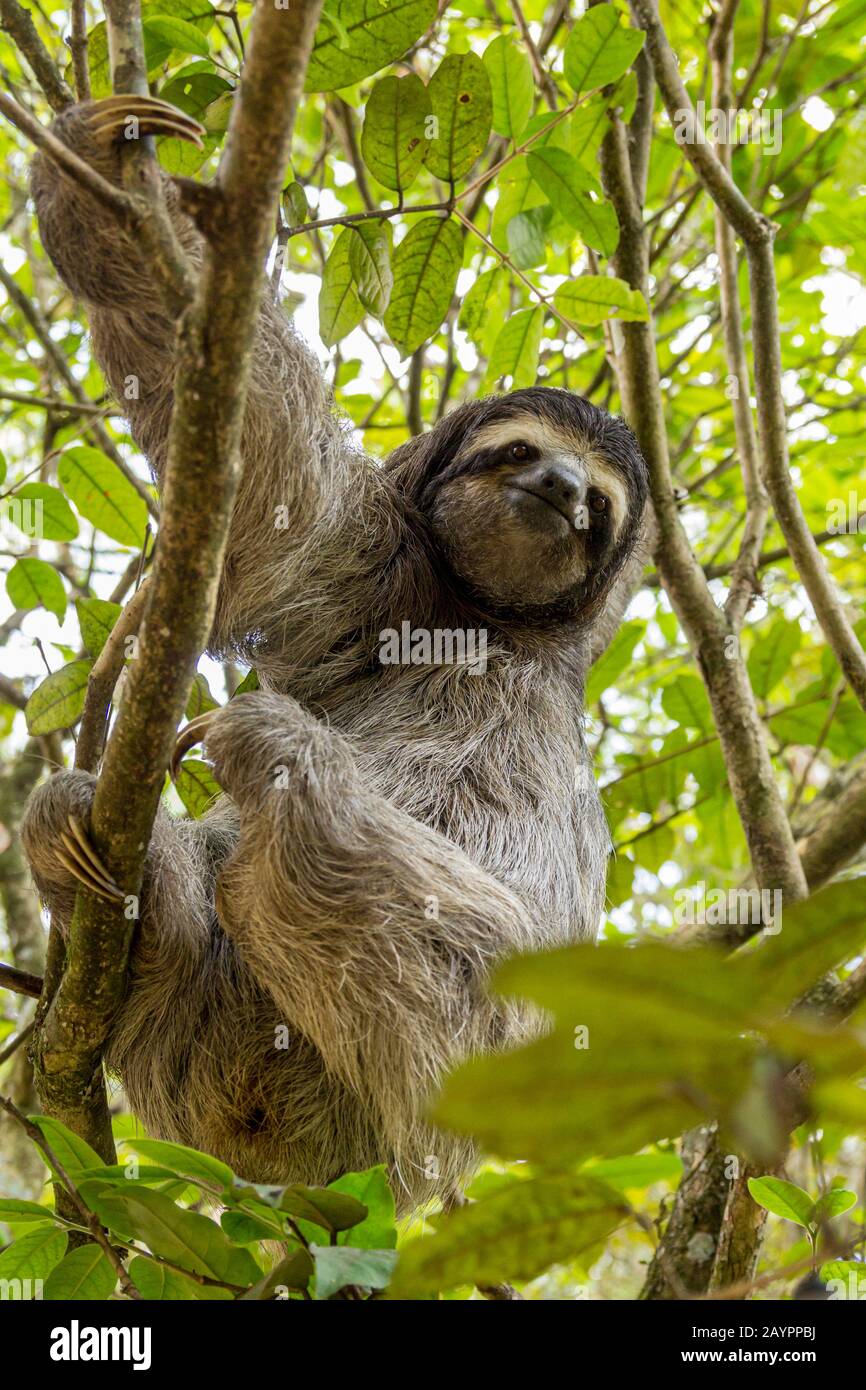 Three-toed sloth bear moving in the trees. Characteristic animal of the ...