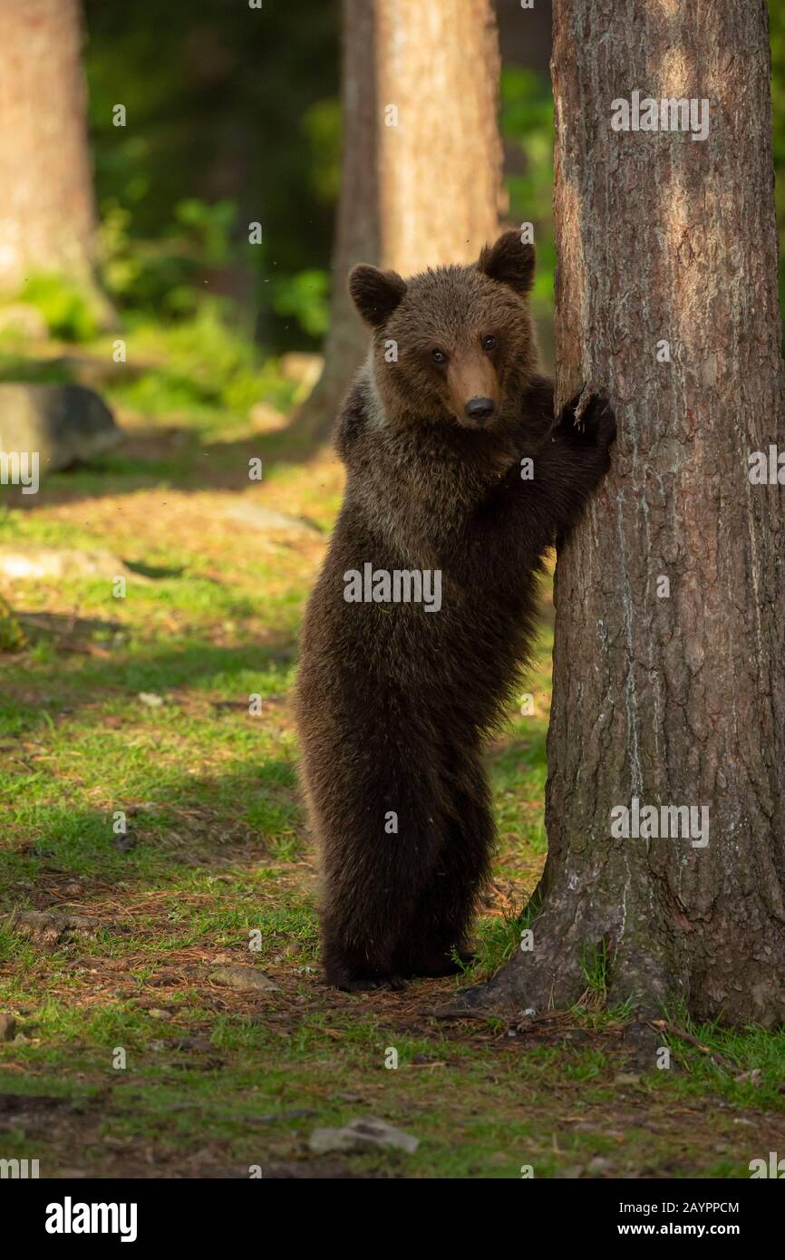 Brown bear standing against tree hi-res stock photography and images ...