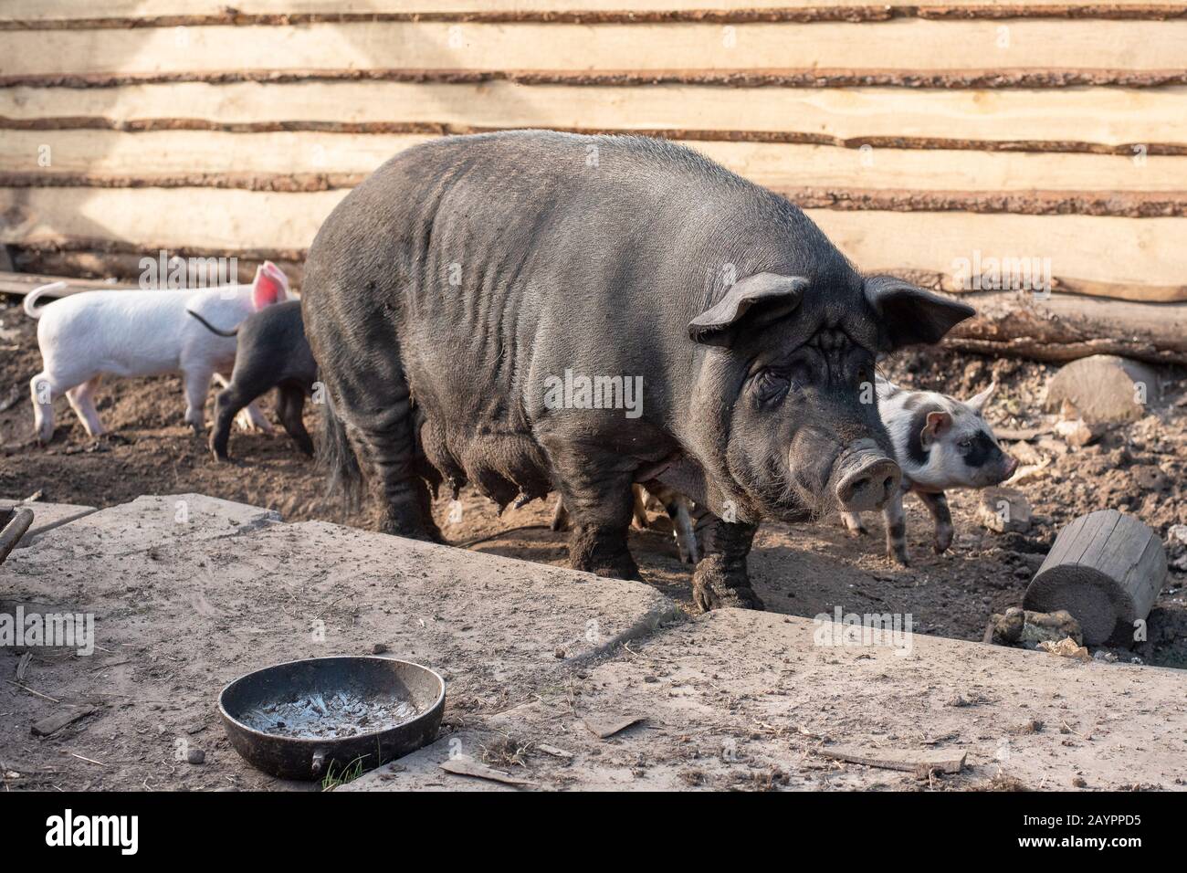 Big pig hi-res stock photography and images - Alamy