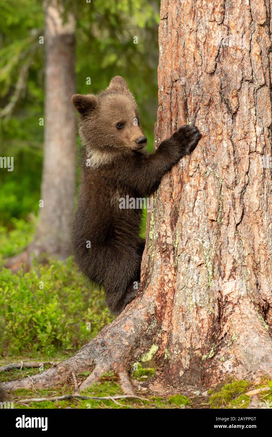 Bear hugging tree hi-res stock photography and images - Alamy