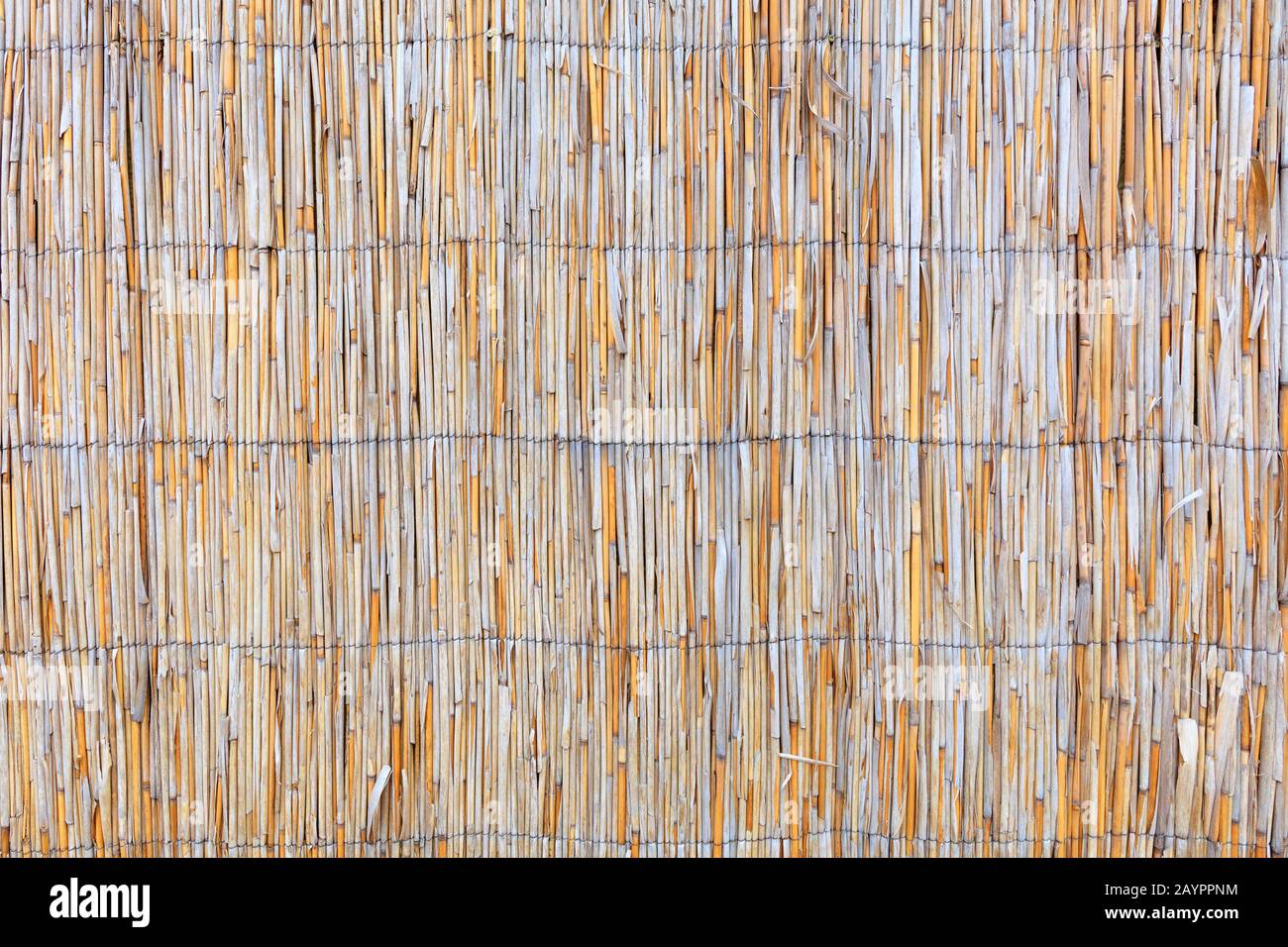 Texture and background of the fence of an old weathered reed Stock ...