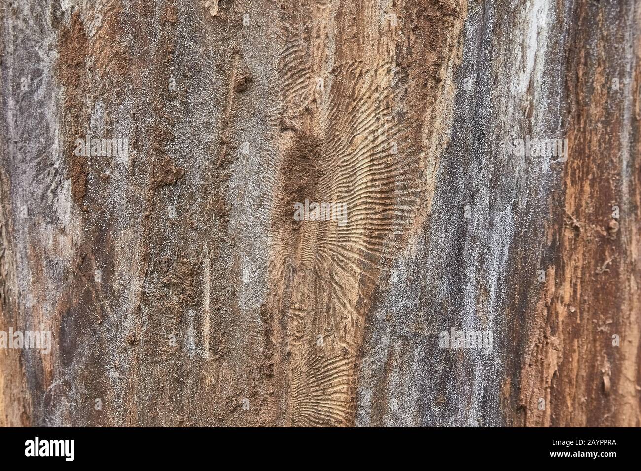texture of tree bark decorated with patterns left over from the bark ...