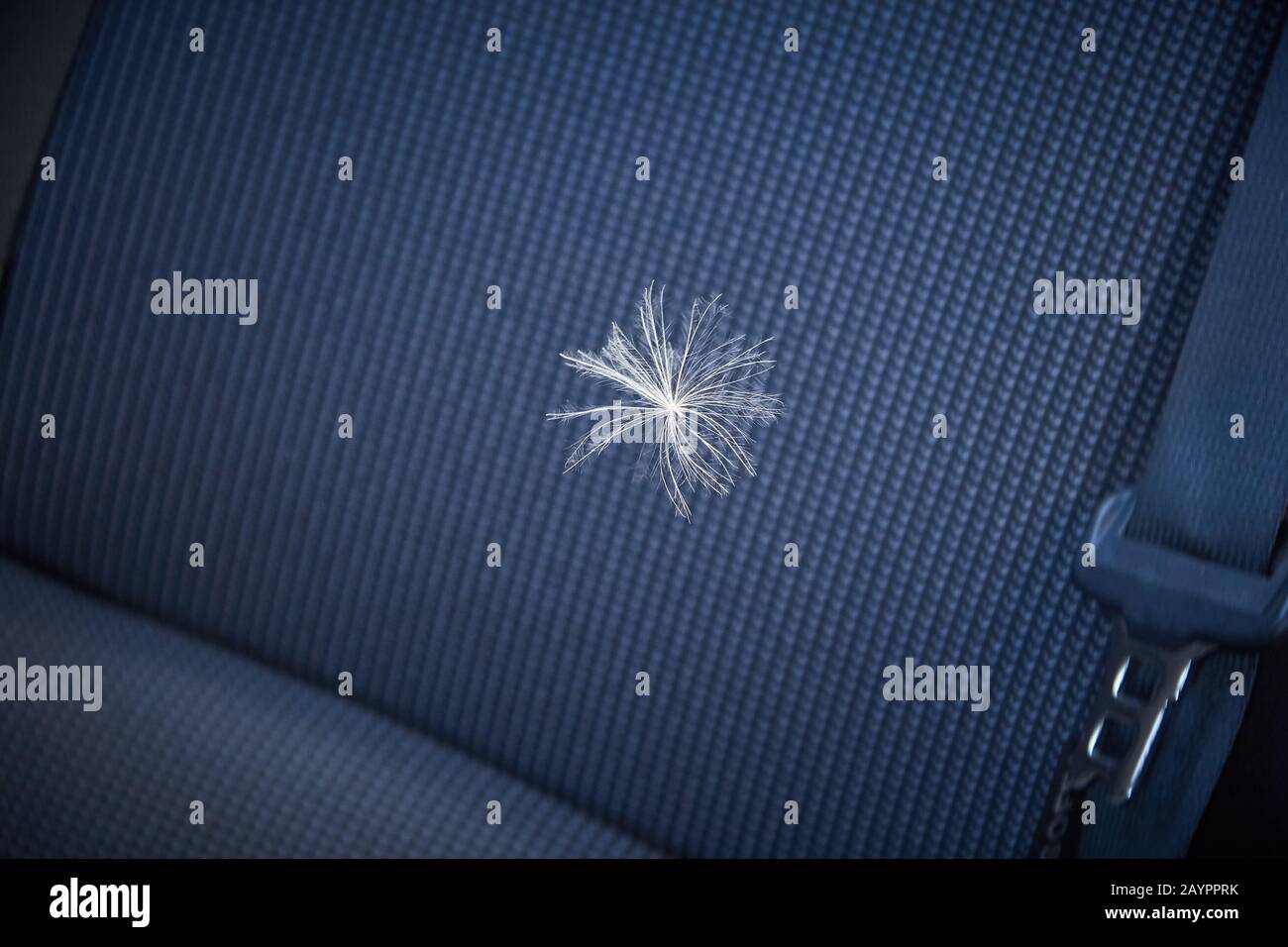 fluff in the car the source of allergies-a symbol of the arrived letter ...