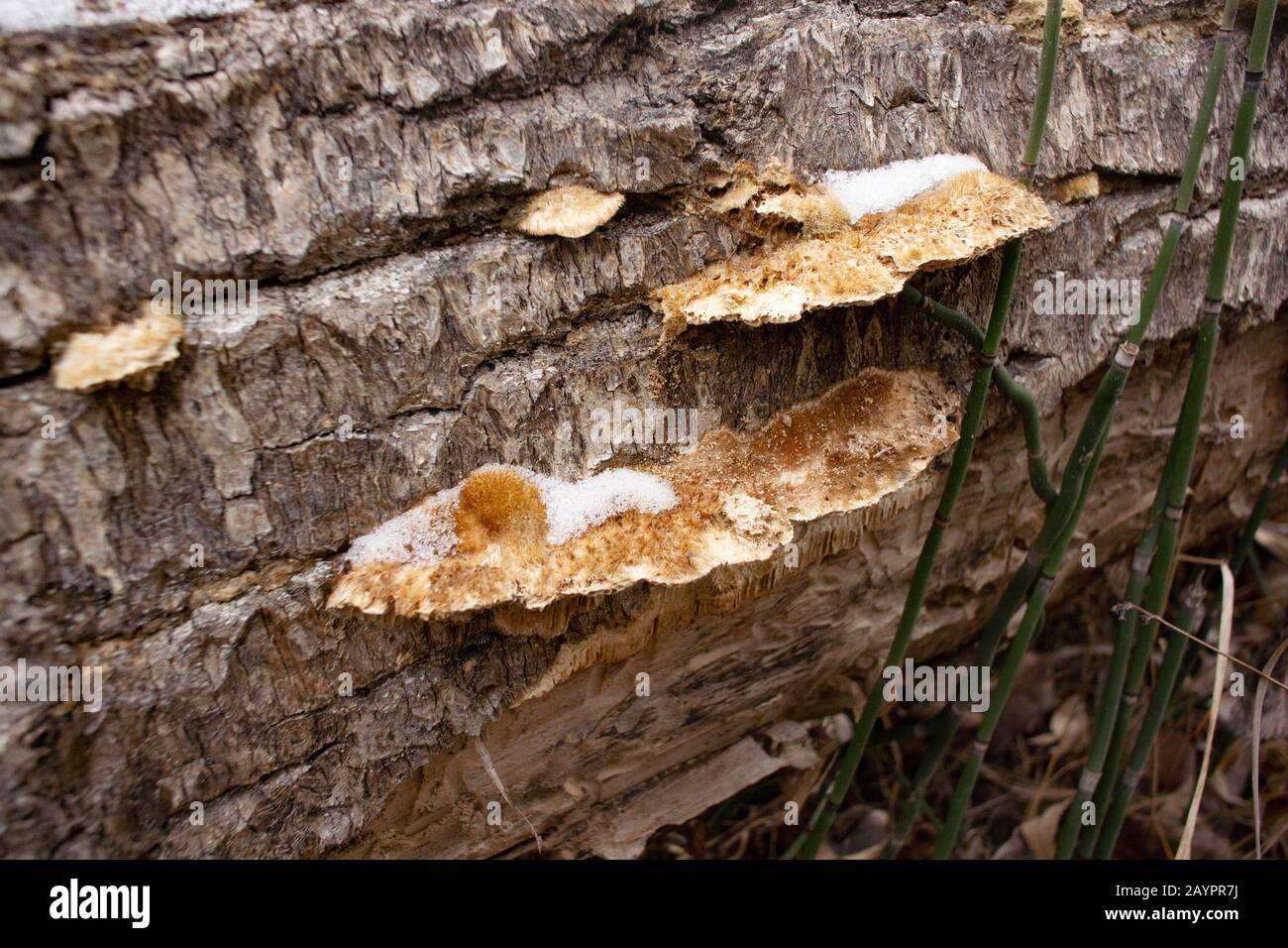 Trog's tramete. The fruiting body of a white rot fungus, Trametes ...