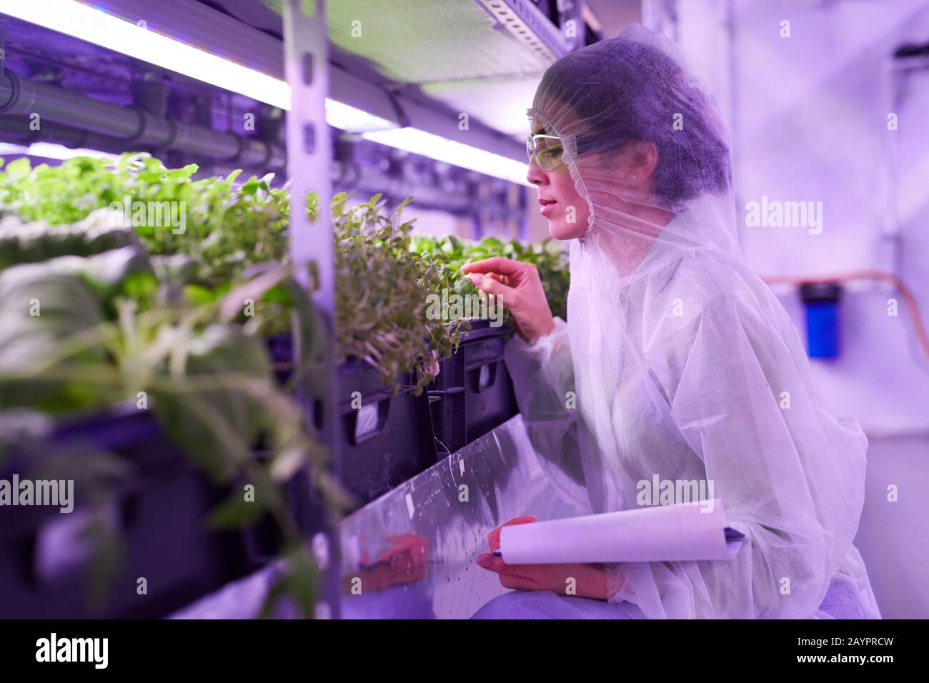 Side view portrait of female agricultural engineer examining plants in ...