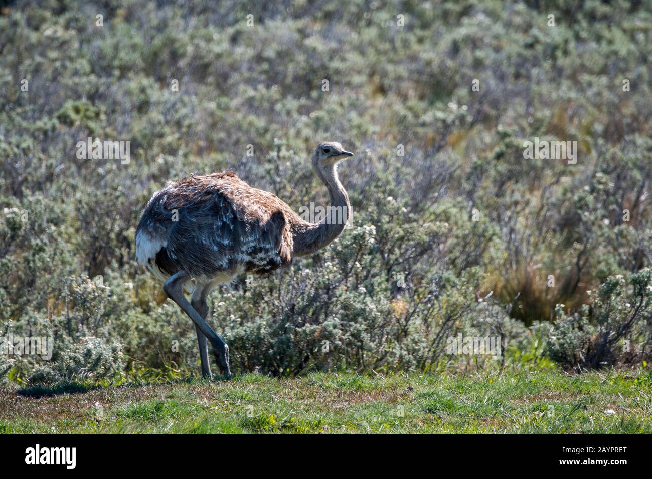 A Darwin's rhea, also known as the lesser rhea, is a large flightless ...
