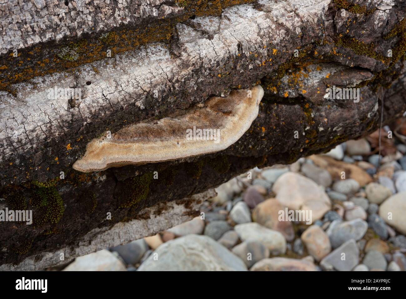 Trog's tramete. The fruiting body of a white rot fungus, Trametes ...