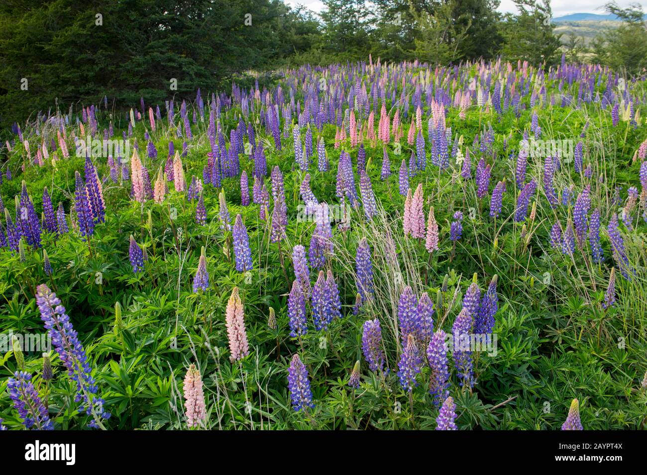 Lupines flowering in a meadow in Torres del Paine National Park in ...