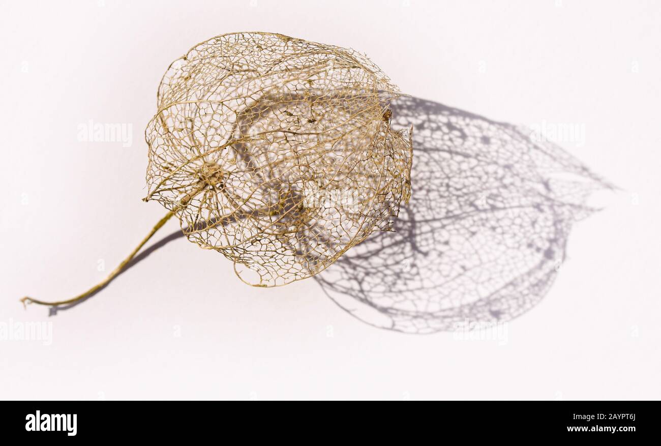 Golden dry skeleton part of fallen foliage from Chinese Lantern flower ...