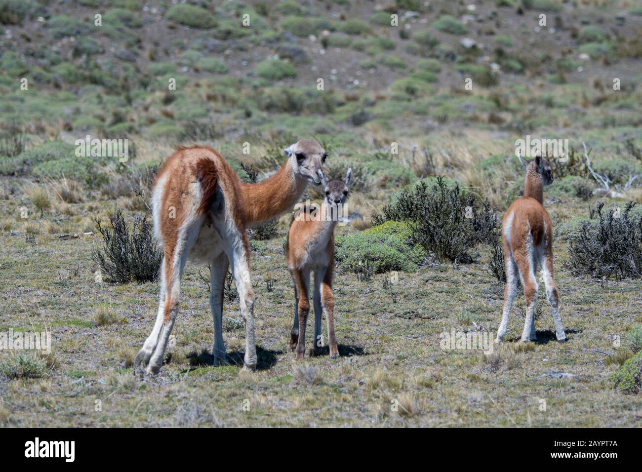 A guanaco (Lama guanicoe) with babies (chulengos) in Torres del Paine ...