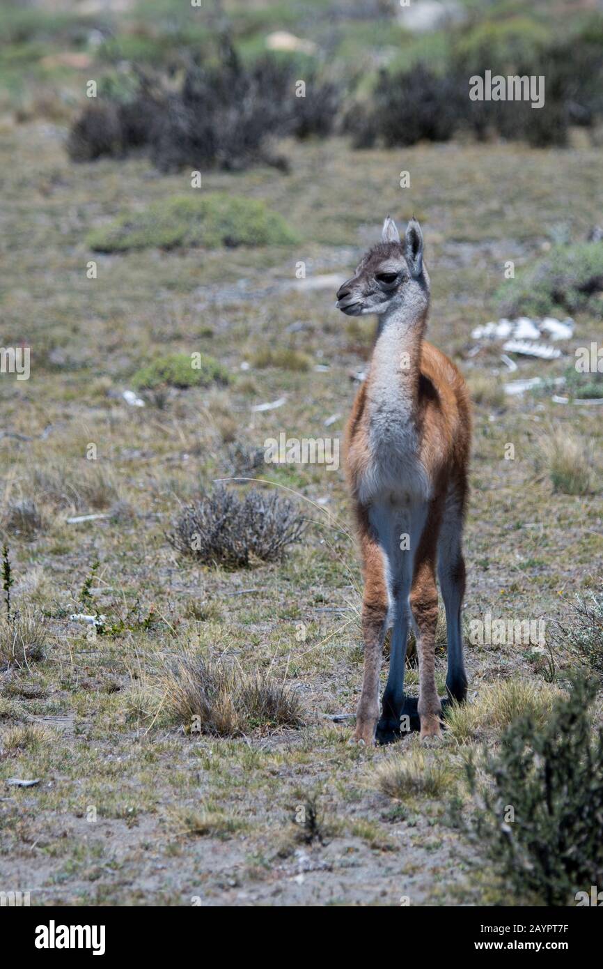 A baby (chulengo) guanaco (Lama guanicoe) in Torres del Paine National ...