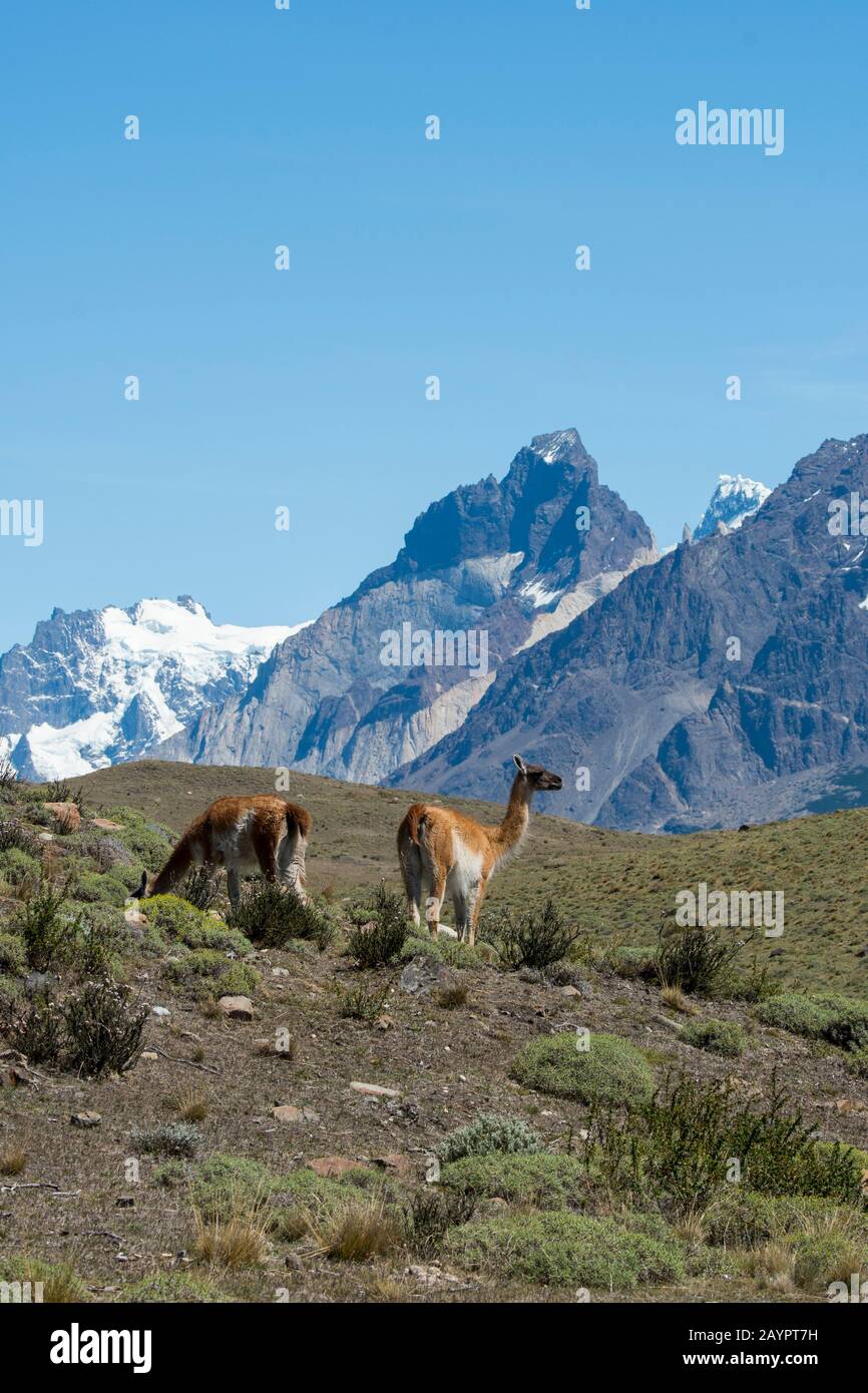 Guanacos (Lama guanicoe) in Torres del Paine National Park in southern ...
