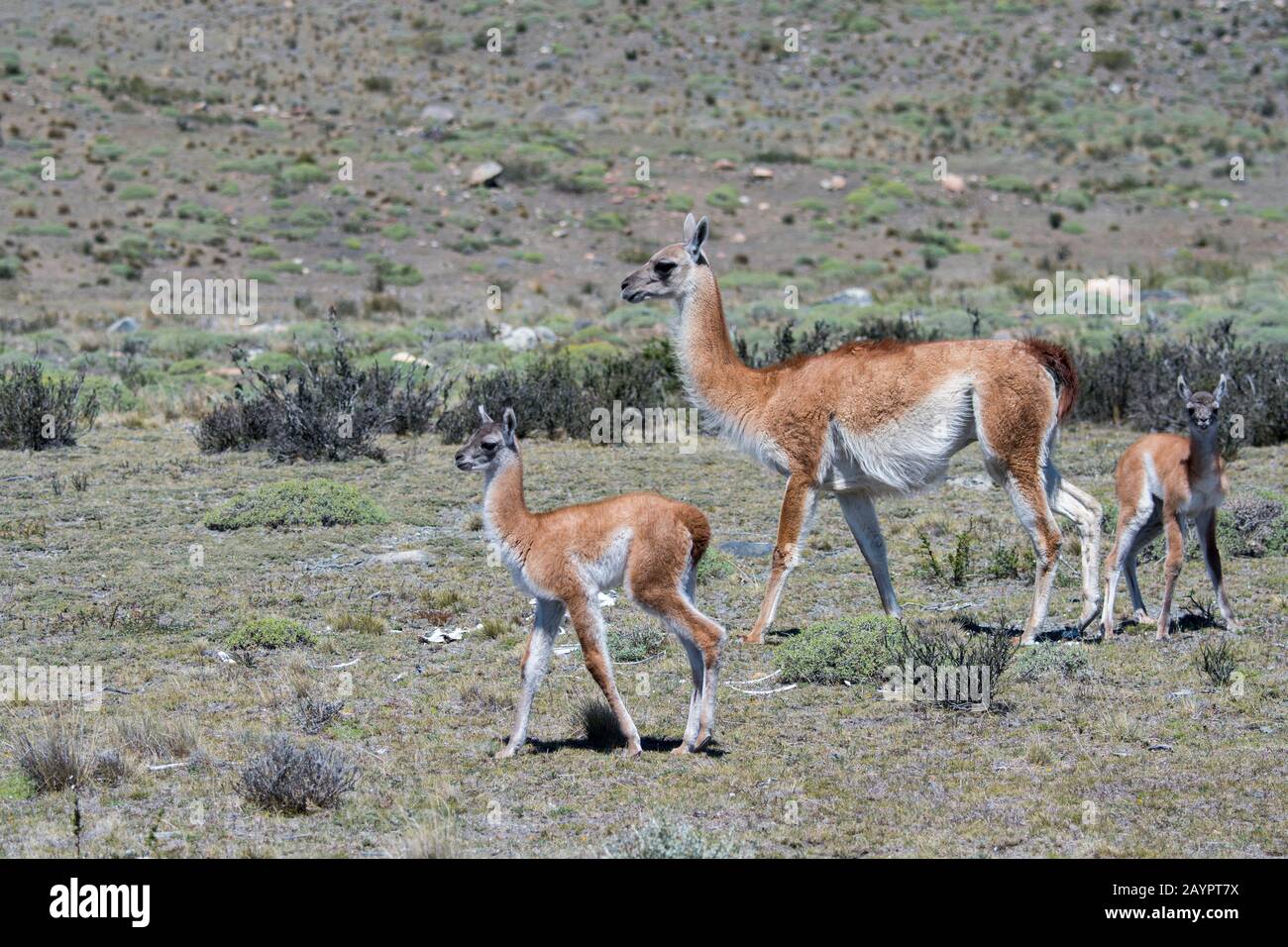 A guanaco (Lama guanicoe) with babies (chulengos) in Torres del Paine ...