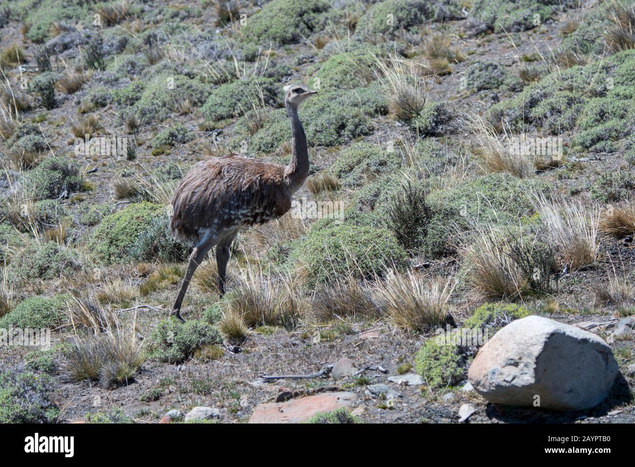 A Darwin's rhea, also known as the lesser rhea, is a large flightless ...