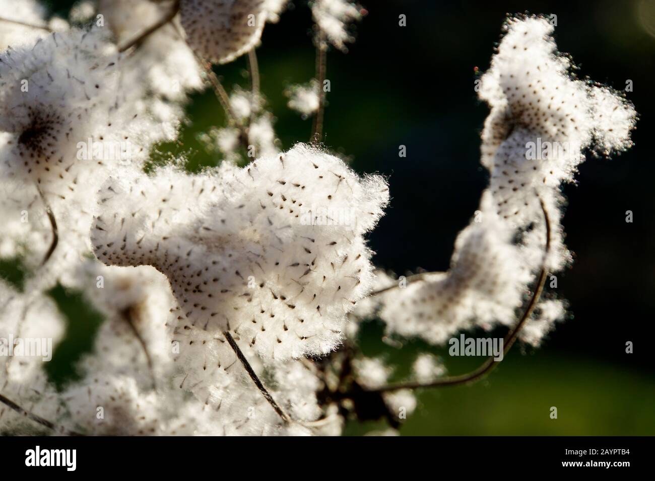 Herbst Anemone Samen