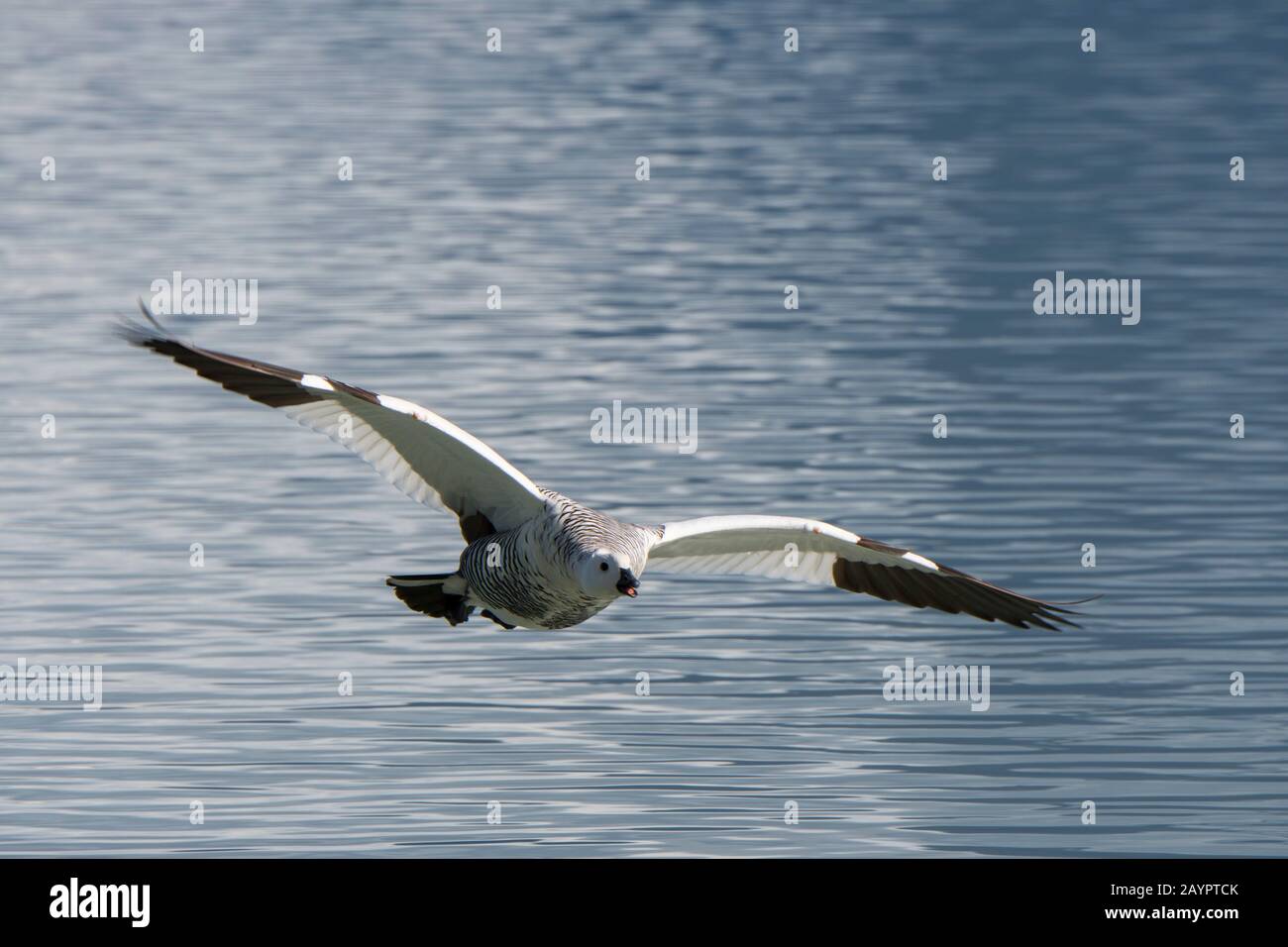 A male Upland goose or Magellan Goose (Chloephaga picta) in flight in ...
